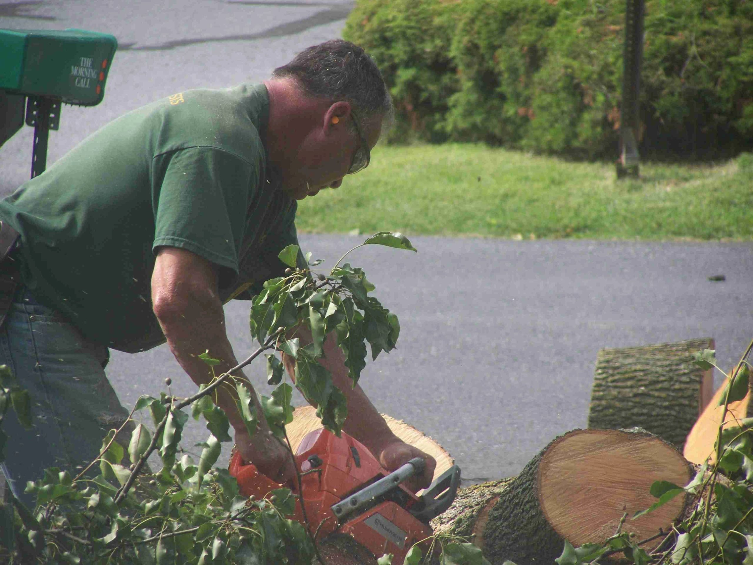 Valley Arborists - Certified Specialists in Tree Care & Ground ...