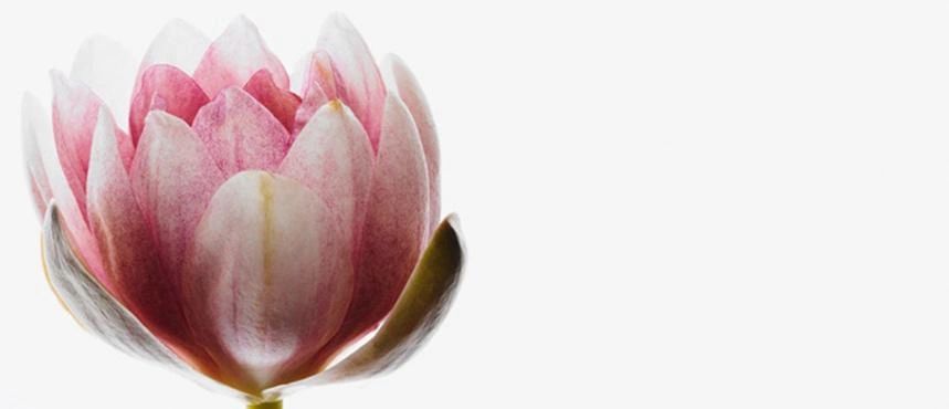 Lotus Brain Integration