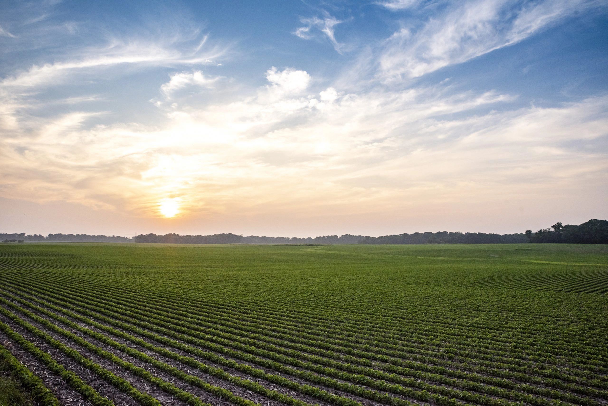 Organic CBD and Food Products - VanDrehle Brother Farms