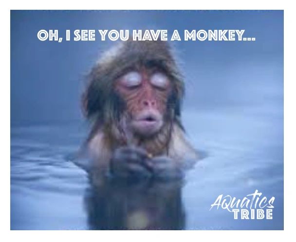 LEADERSHIP LESSON: MONKEY OFF MY BACK