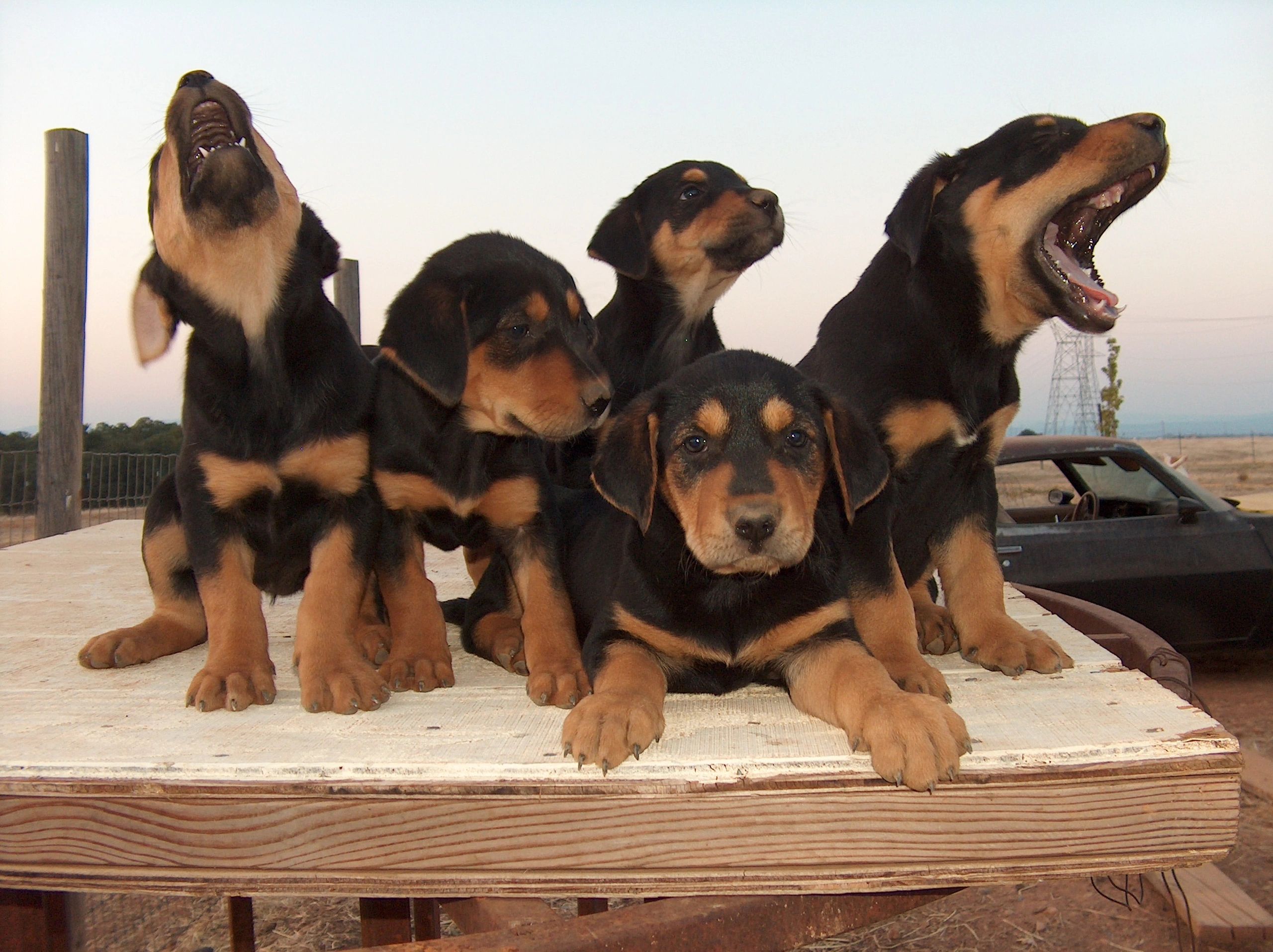 Home [kiwikennels.com]