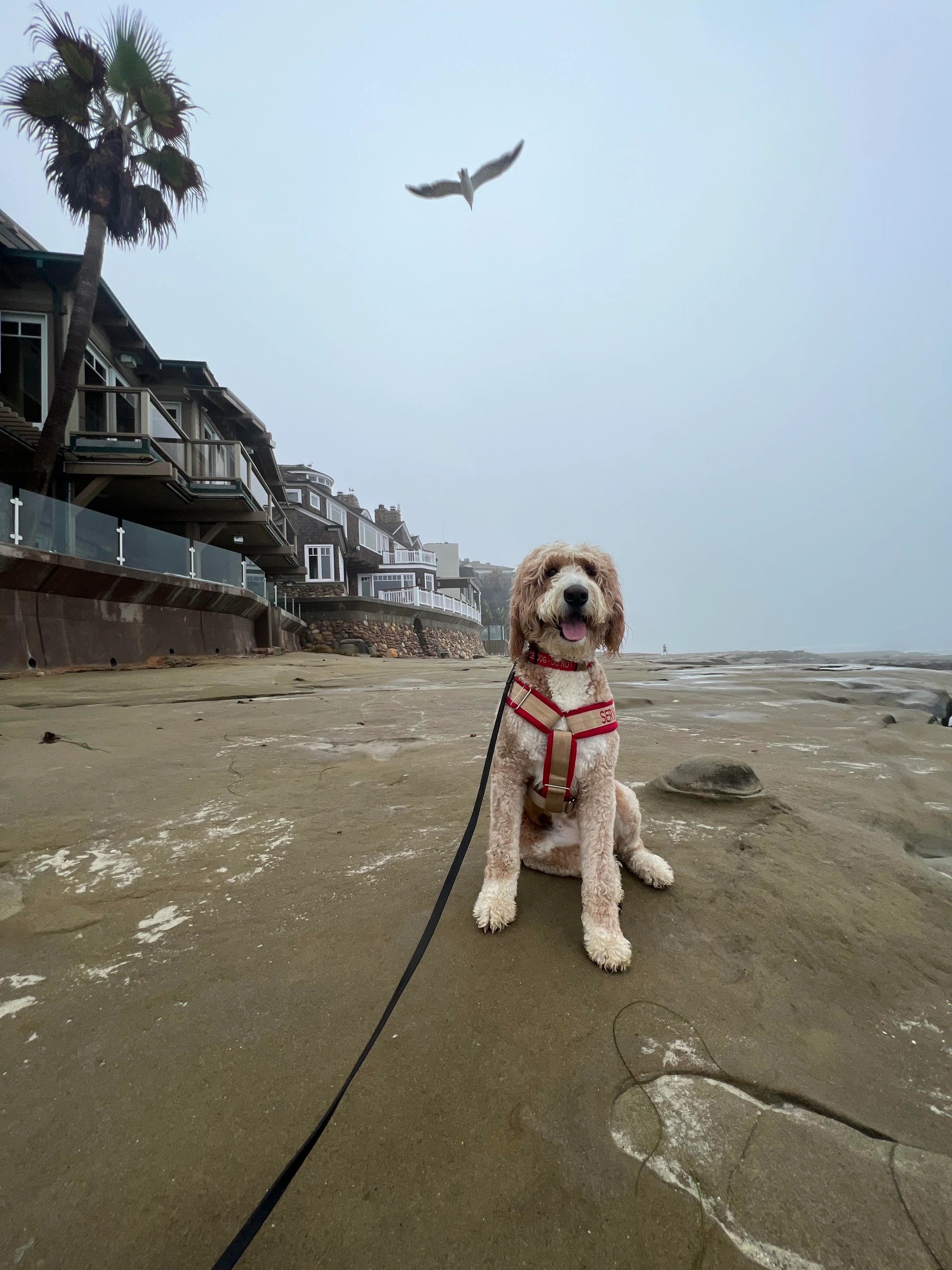 What does a Public Access Test look like?