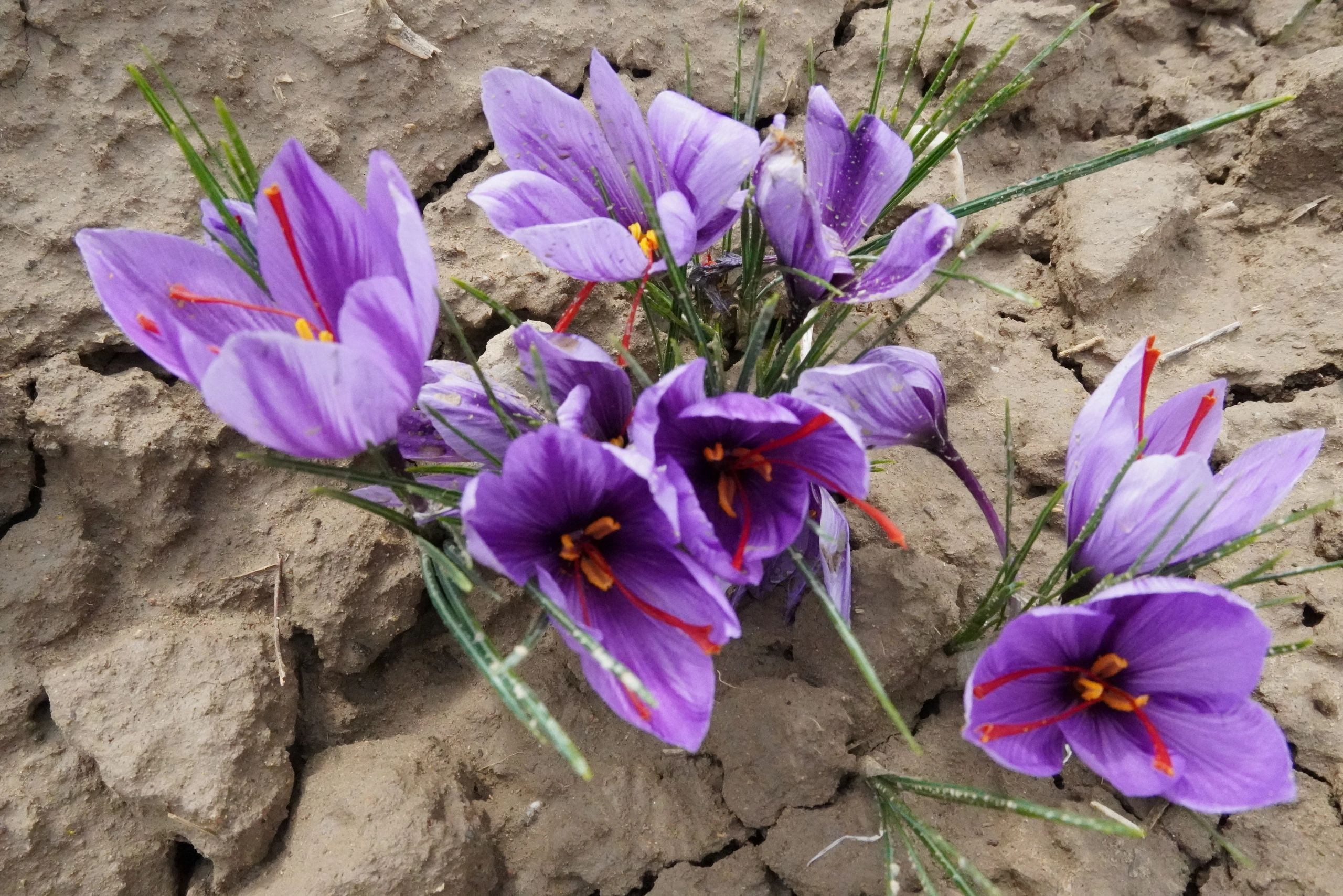 Organic farmers bring remarkable saffron to the valley