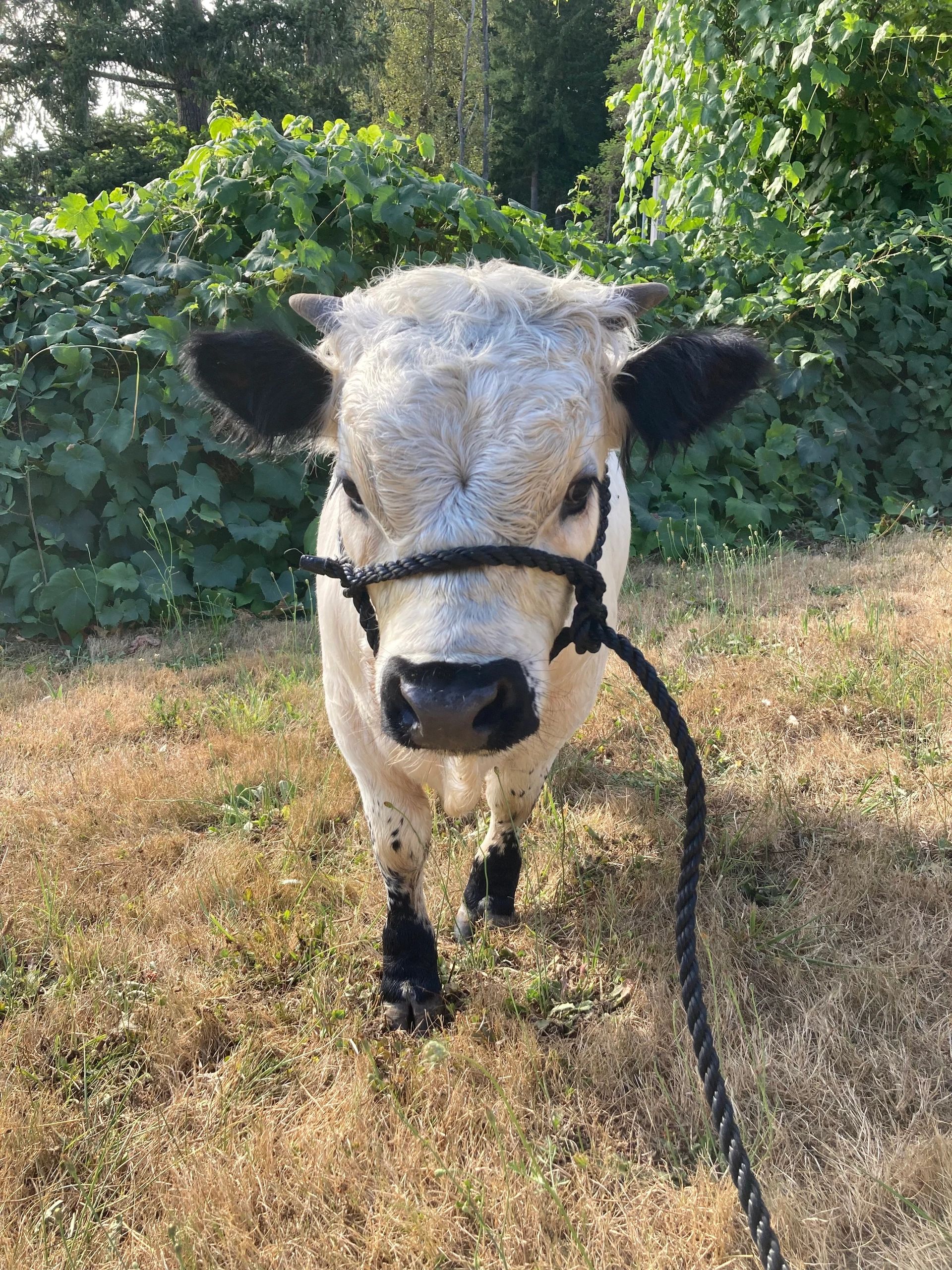 Carter Creek Mini Moos - Miniature Cows, Mini Cows, Mini Moo
