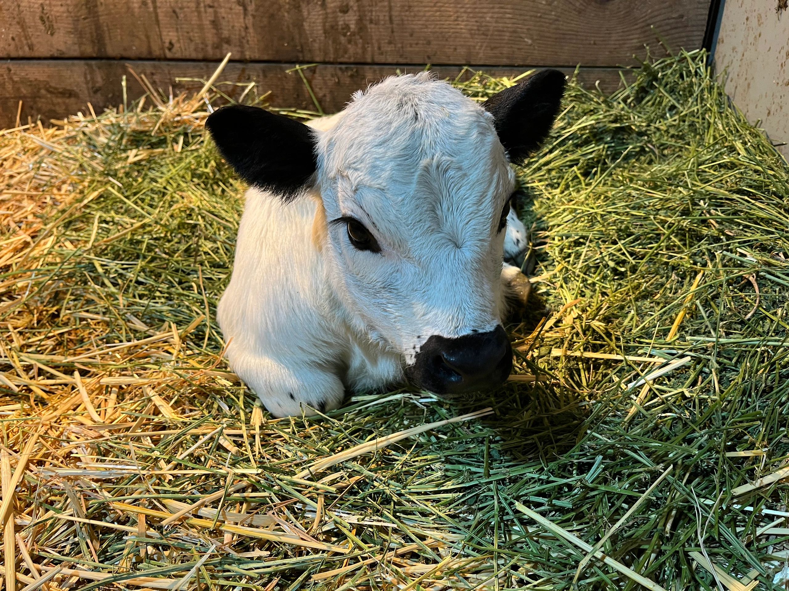 Carter Creek Mini Moos - Miniature Cows, Mini Cows, Mini Moo