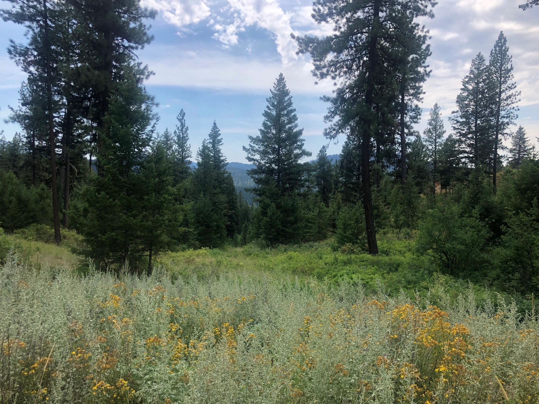 NW Hunting Properties