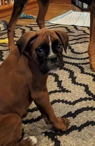 How Big Should A 6 Month Old Boxer Be