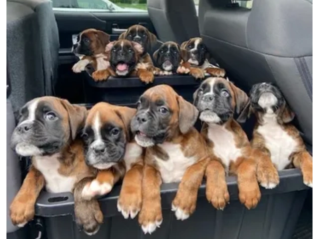 Big Dog Boxers