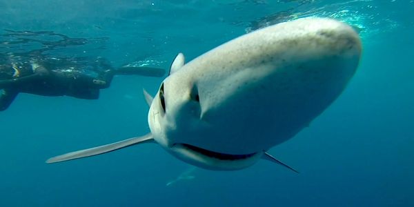 Celtic Deep Expeditions