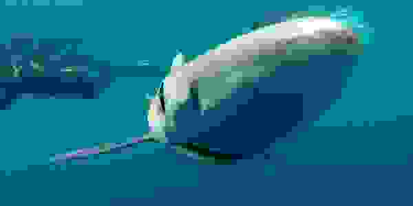 Celtic Deep Expeditions