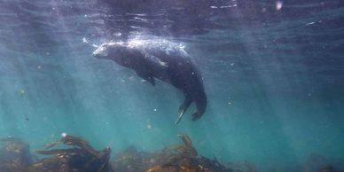 Celtic Deep Expeditions