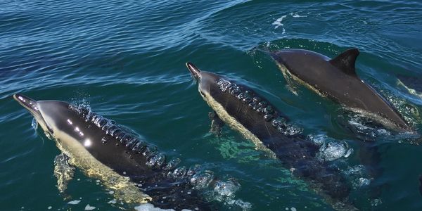 Celtic Deep Expeditions