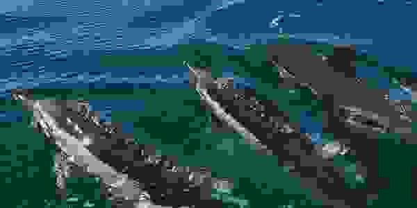 Celtic Deep Expeditions