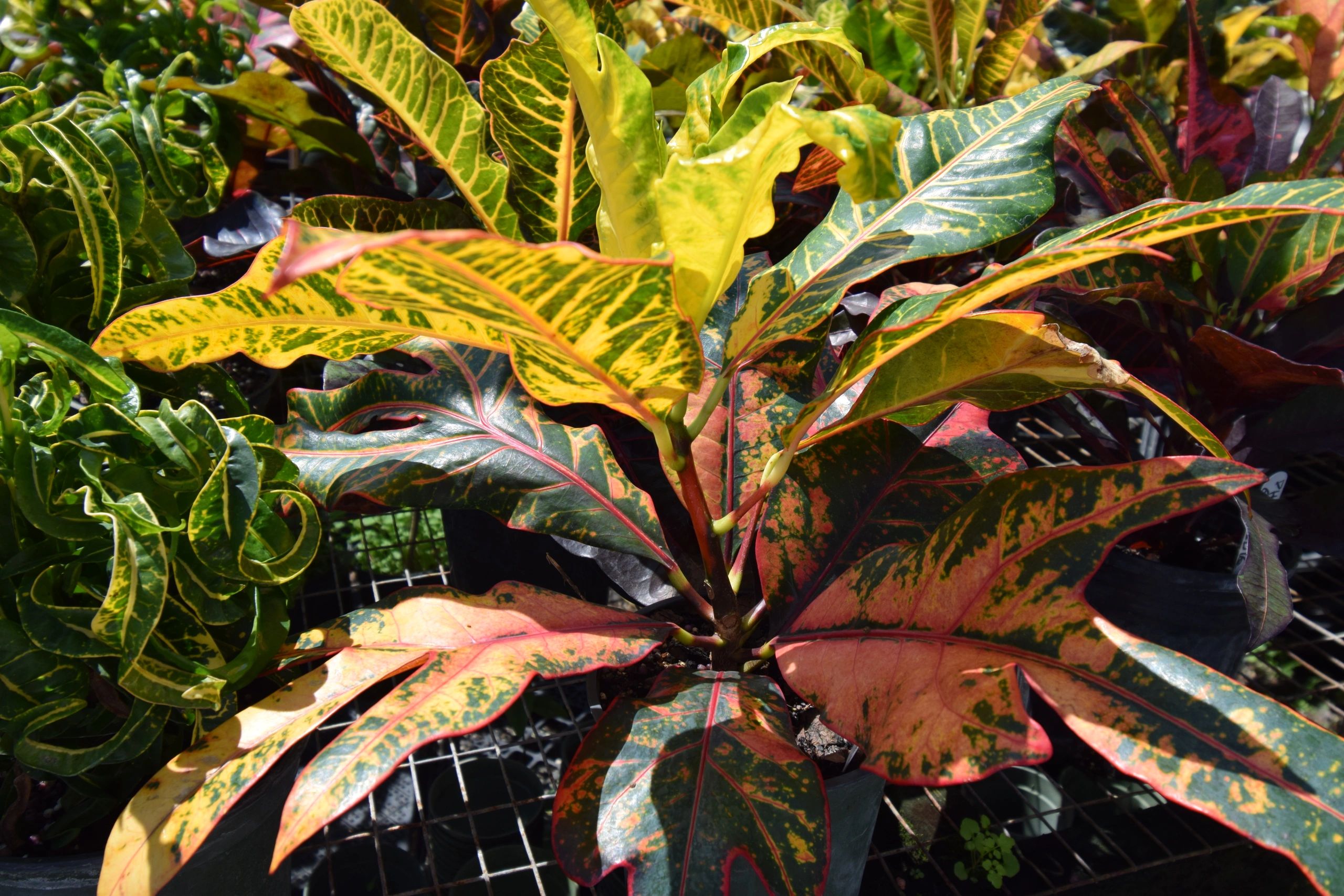 Crotons & Cordylines - Peters Croton Nursery