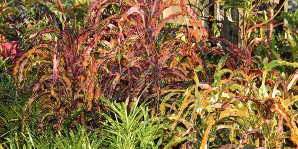 Sun Crotons | Peters Croton Nursery
