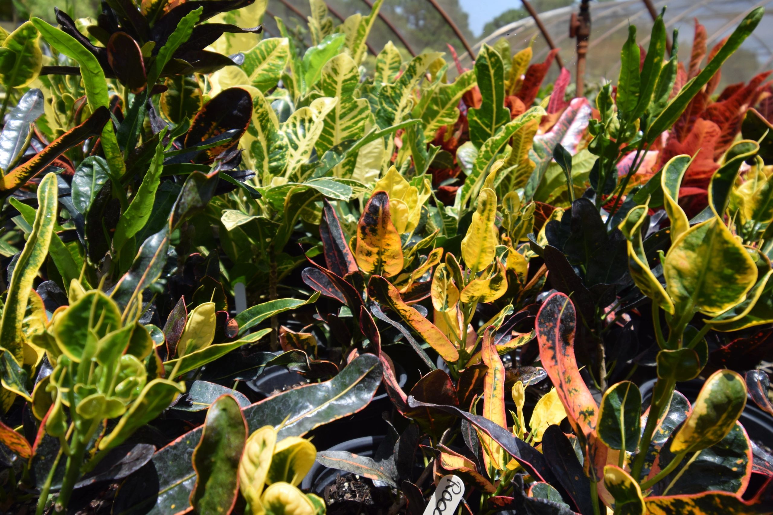 Peters Croton Nursery - Croton Hardiness, Cold Spell