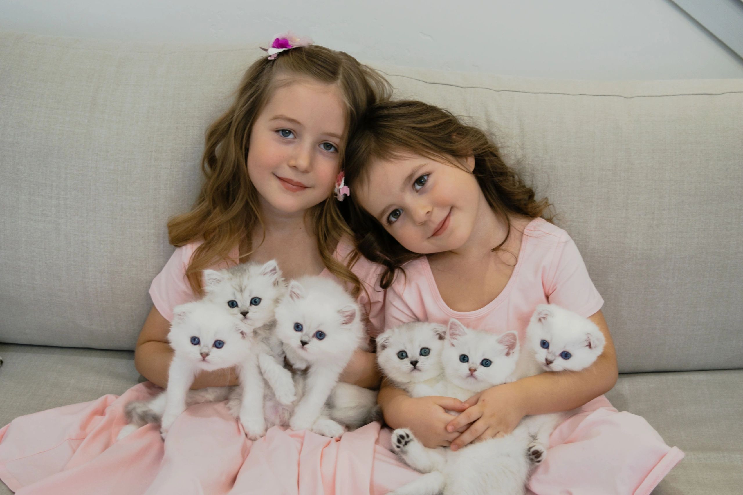 Tica, Champion, Health Screened, Genetic Testing, Dna - SweetPearlCats