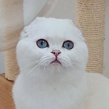 Tica, Champion, Health Screened, Genetic Testing, Dna - SweetPearlCats