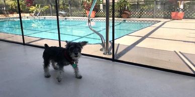 Removable Pet Fence for Swimming Pools | Life Saver Pool Fence of ...