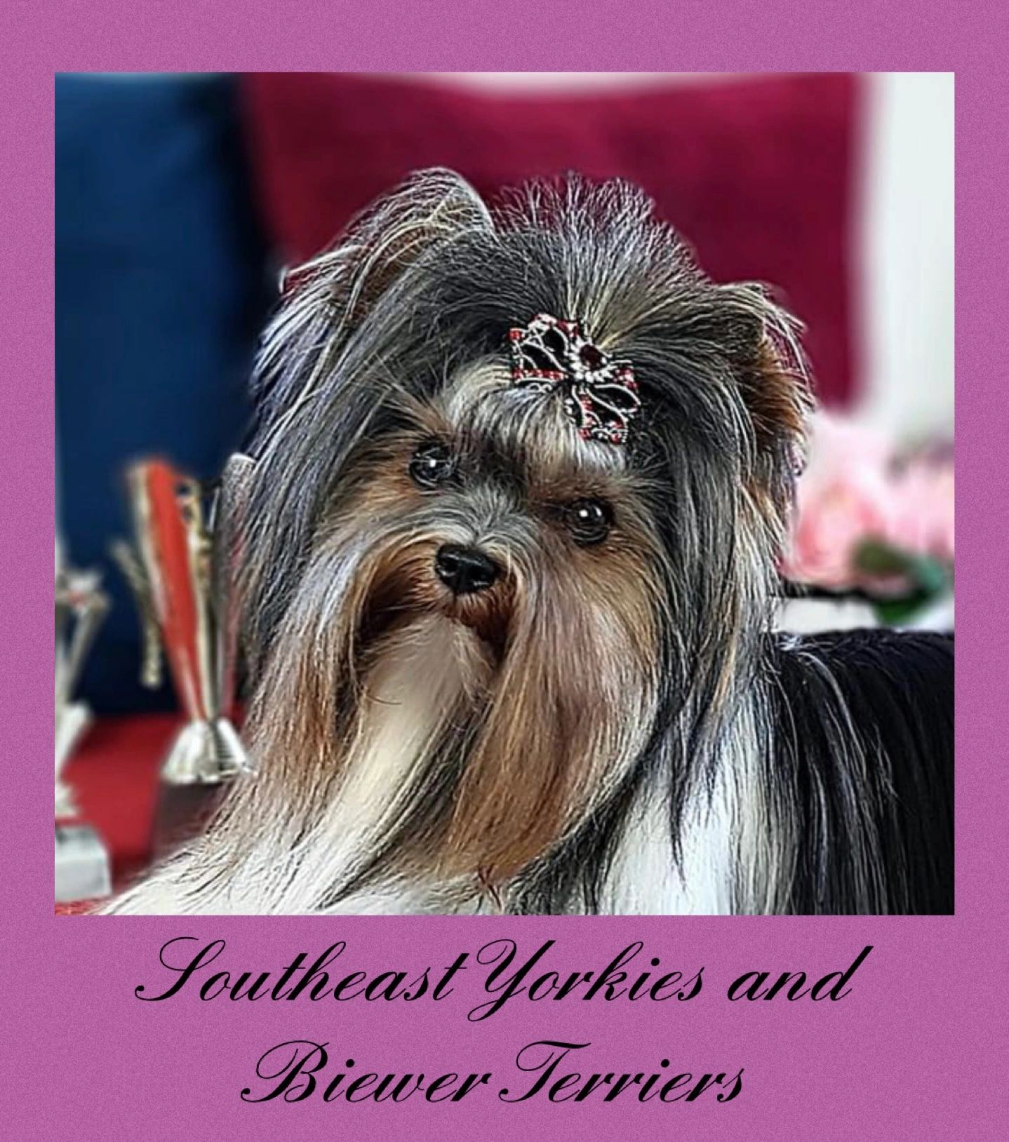 Yorkies in Georgia - Yorkies in Georgia