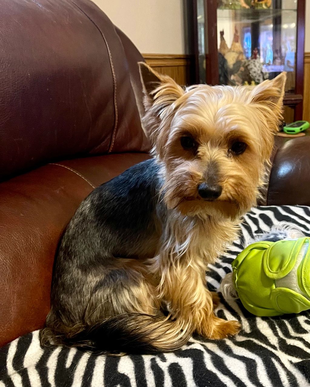 Retired Adult Yorkies | Southeast Yorkies
