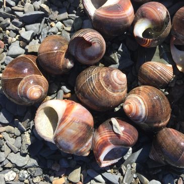 Maine Seastar Co. - Starfish, Scallop Shells, Seashell