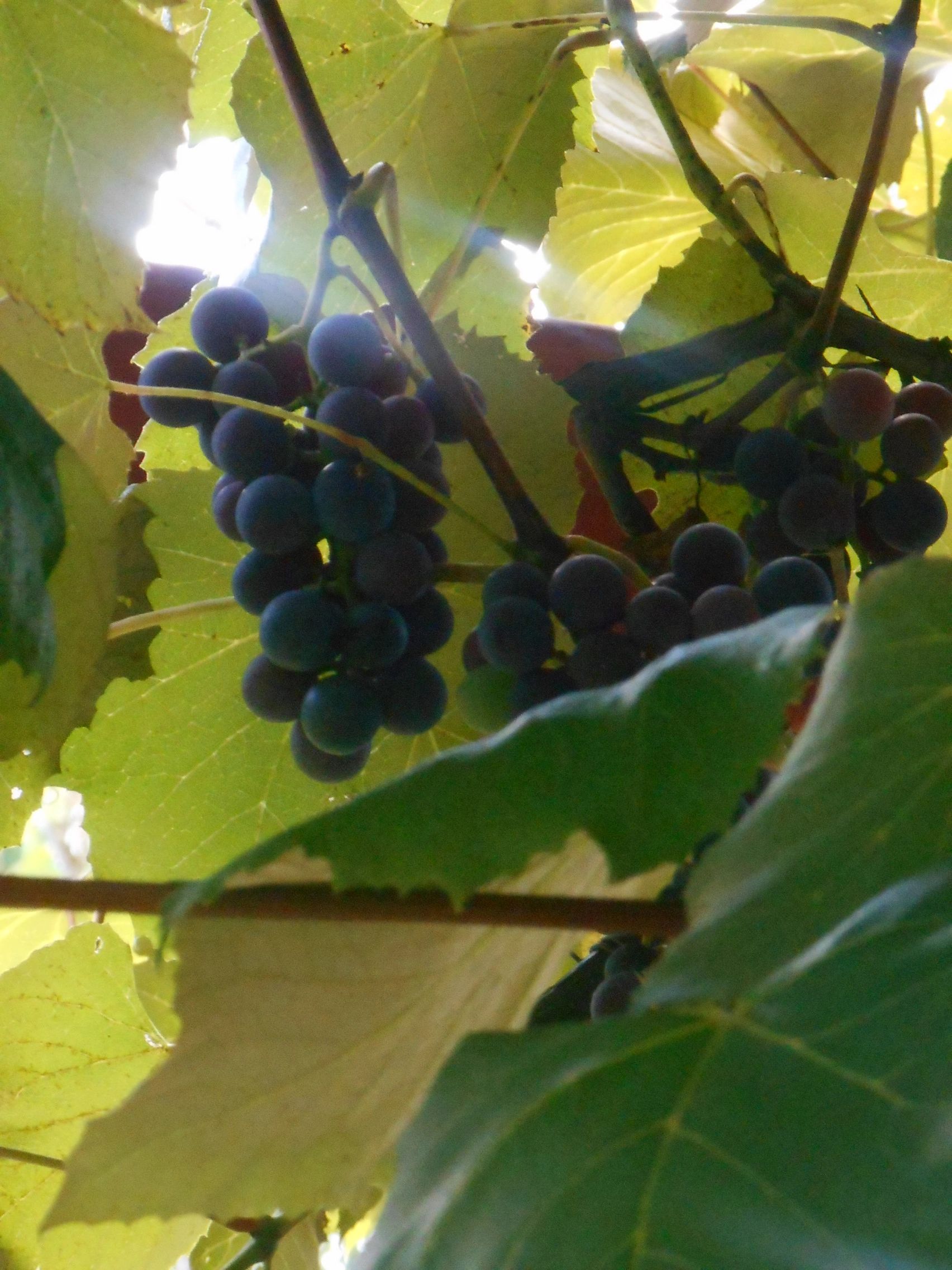 Healys Winery - Winery, Winery, Wine, Exotic Wines