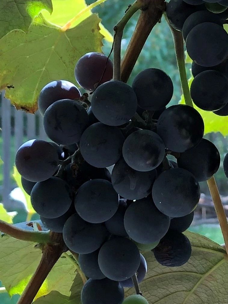 Healys Winery - Winery, Winery, Wine, Exotic Wines