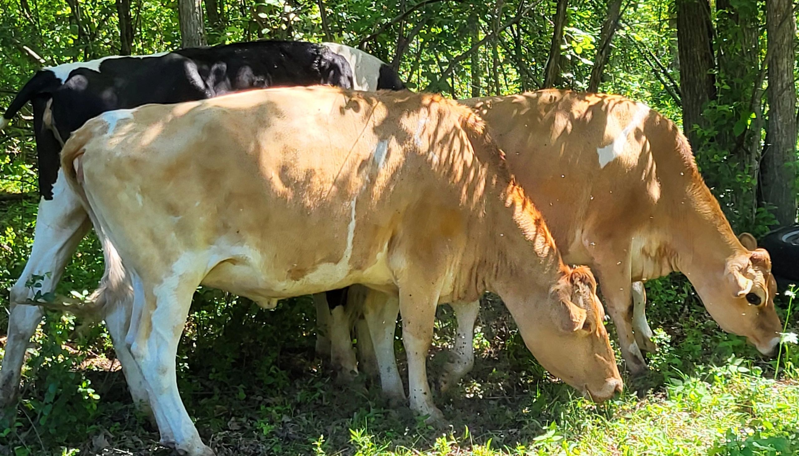 Old Fashioned Traditions