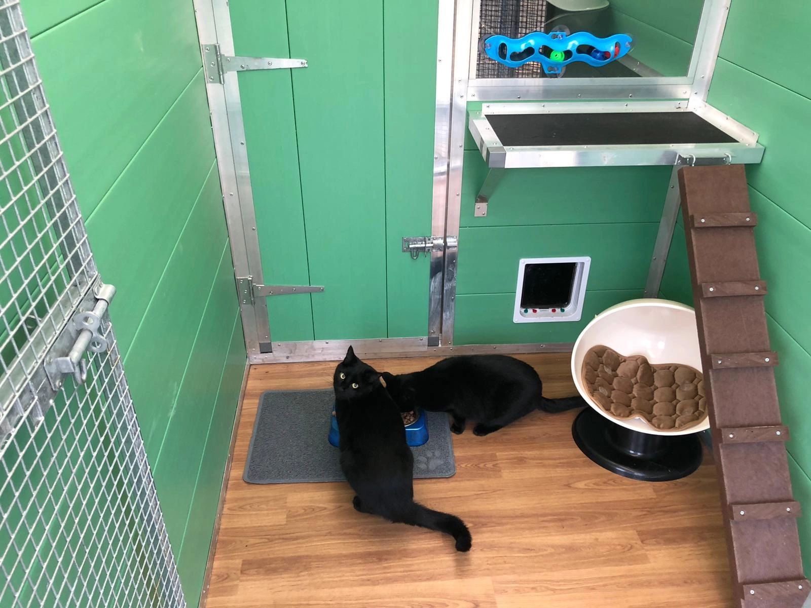 Cwtches for Cats - Cattery, Cat Boarding, Catteries