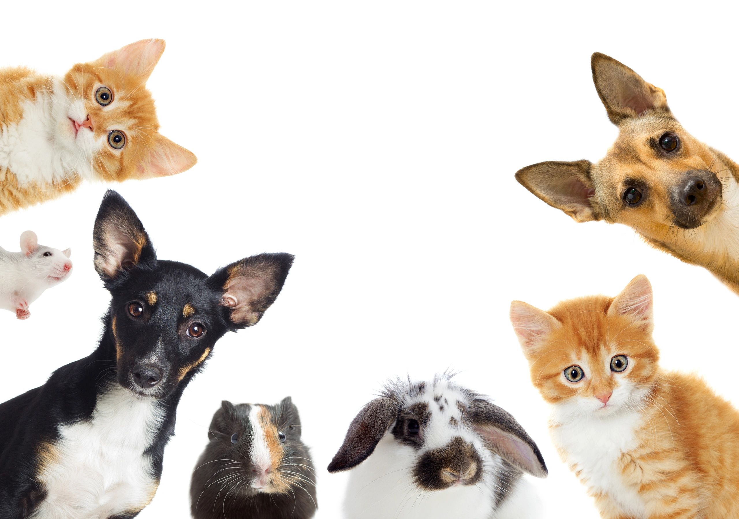 Furry Friends and Carpets: The Ultimate Survival Guide