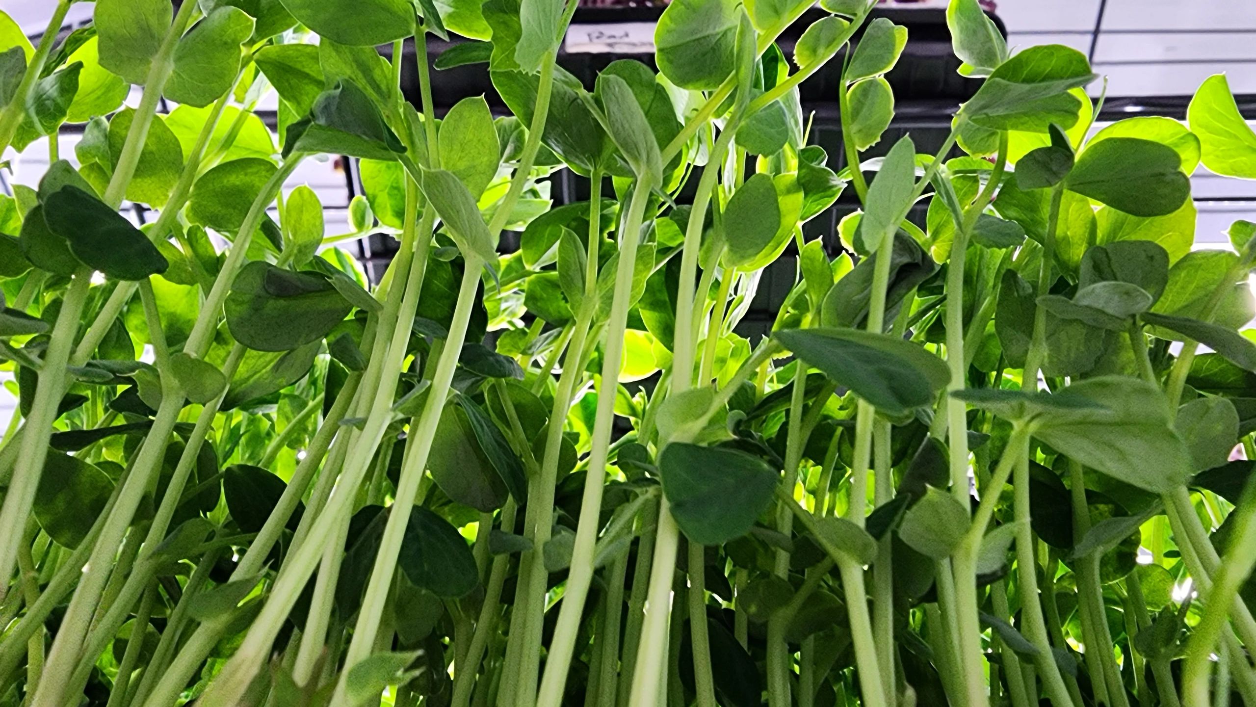 Racked Up Farming: Growing Healthy Microgreens with Vertical Farming ...