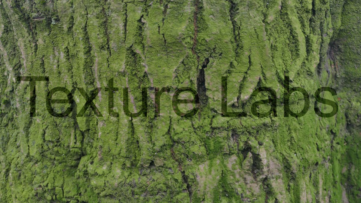 Tree Bark Texture