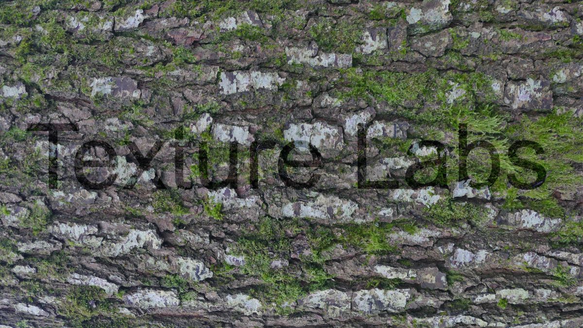 Tree Bark Texture 02