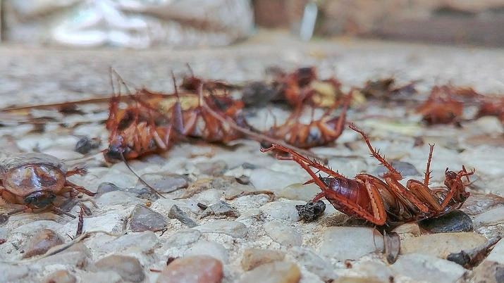 HOME [blastthebugs.com]