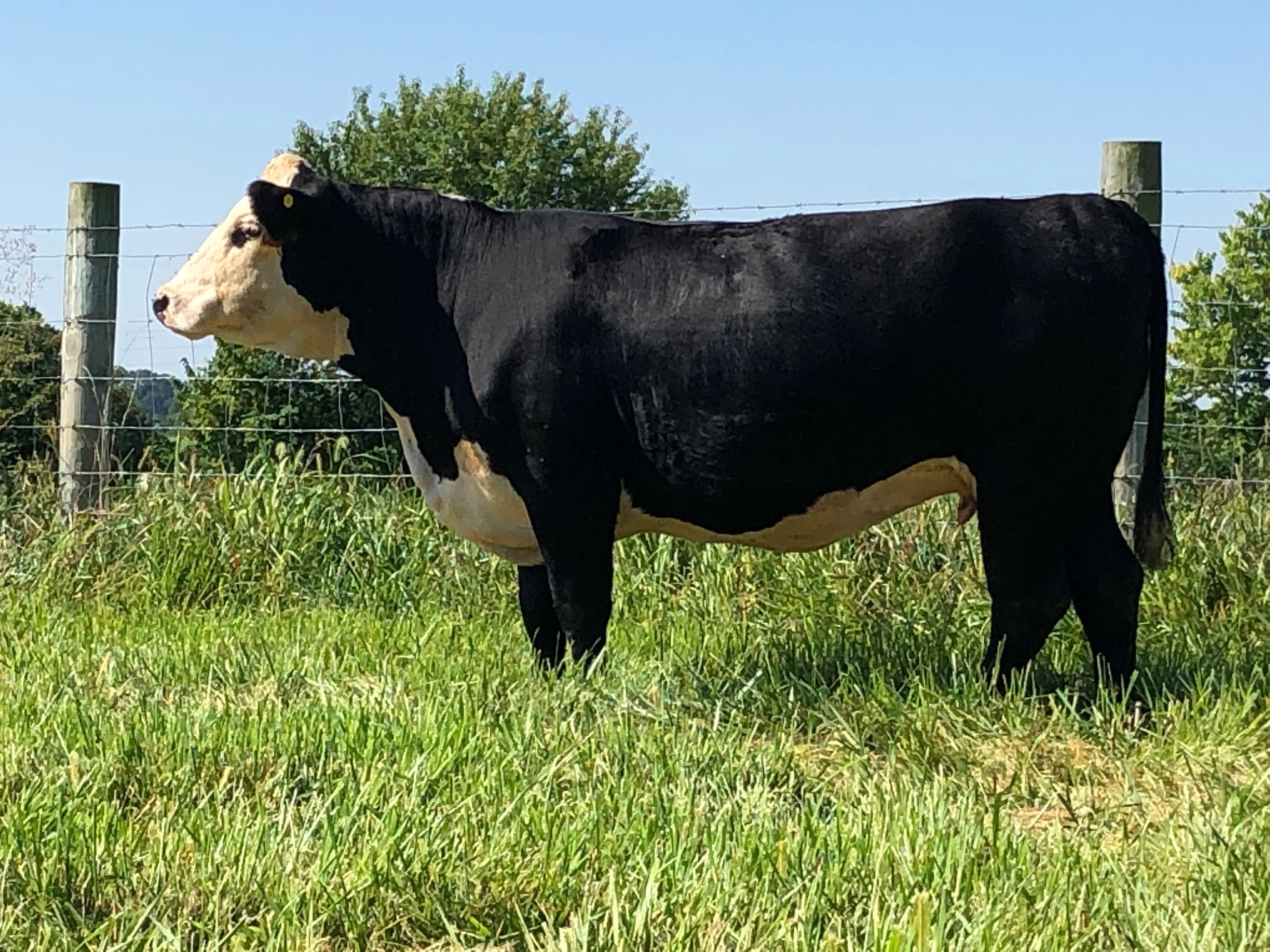 Hereford Cattle, Farm, Cattle - Sweet T Farm - Cynthiana, Kentucky