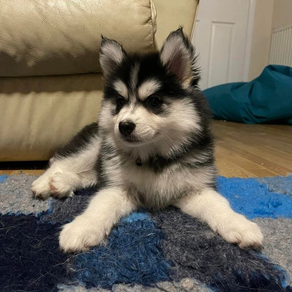 Meet the Pack | Gems Pomskies Adventures