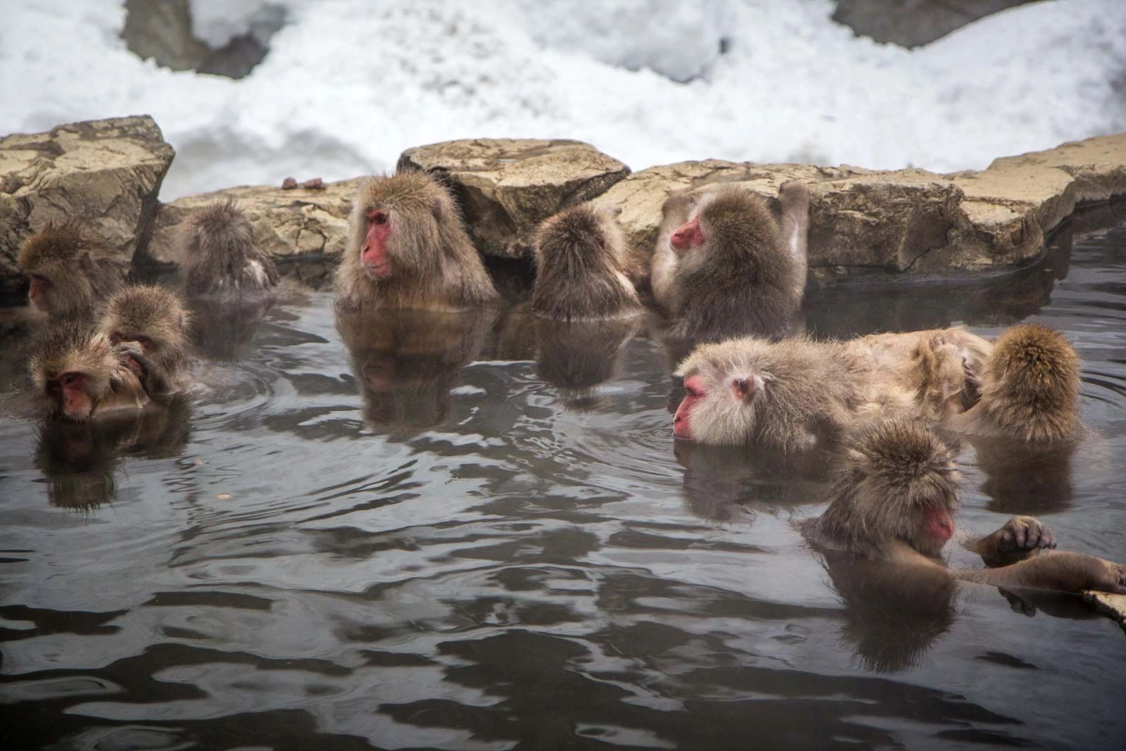 Japanese Monkeys Obsessed With Hot Springs: Living The Best Lives