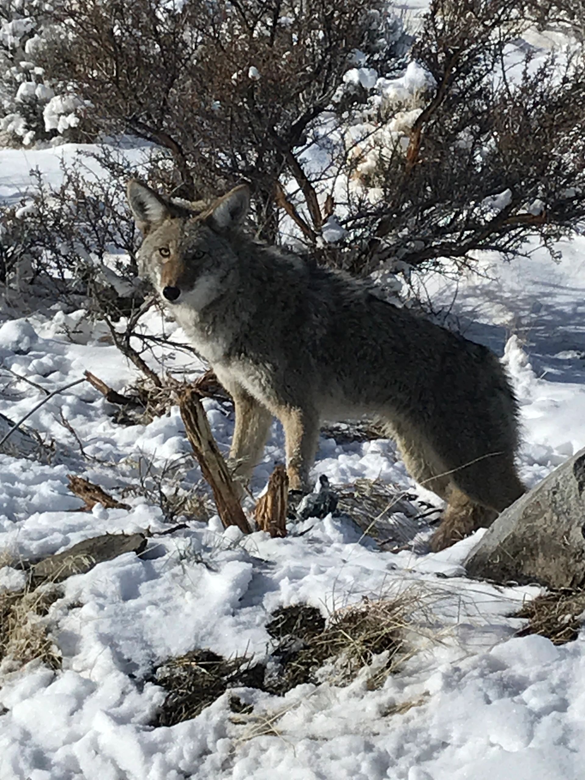Idaho Predator Control - Coyote Trapping, Coyote Control, Nuisance ...