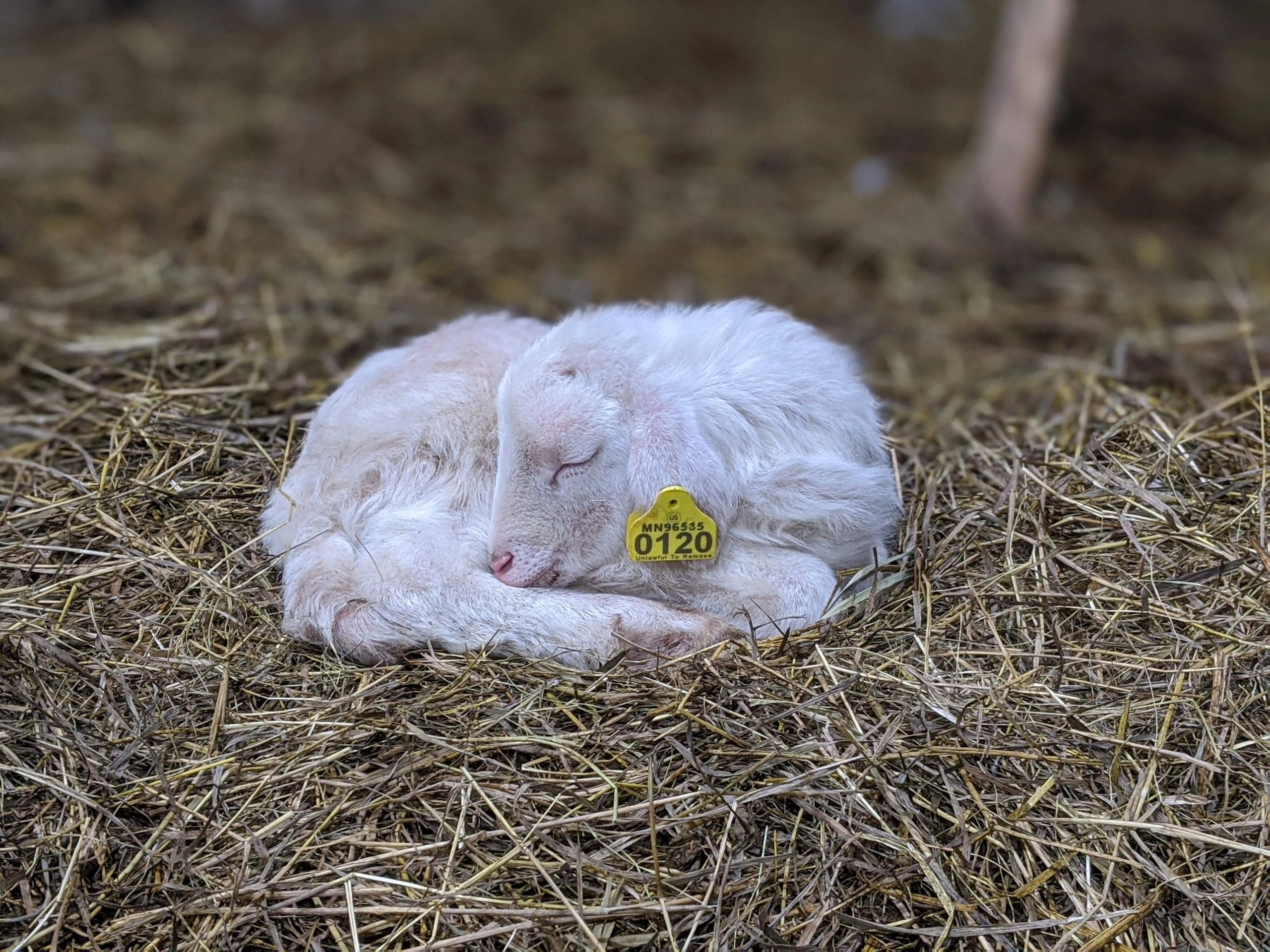 Smith Sheep Farms - Lamb, Sheep