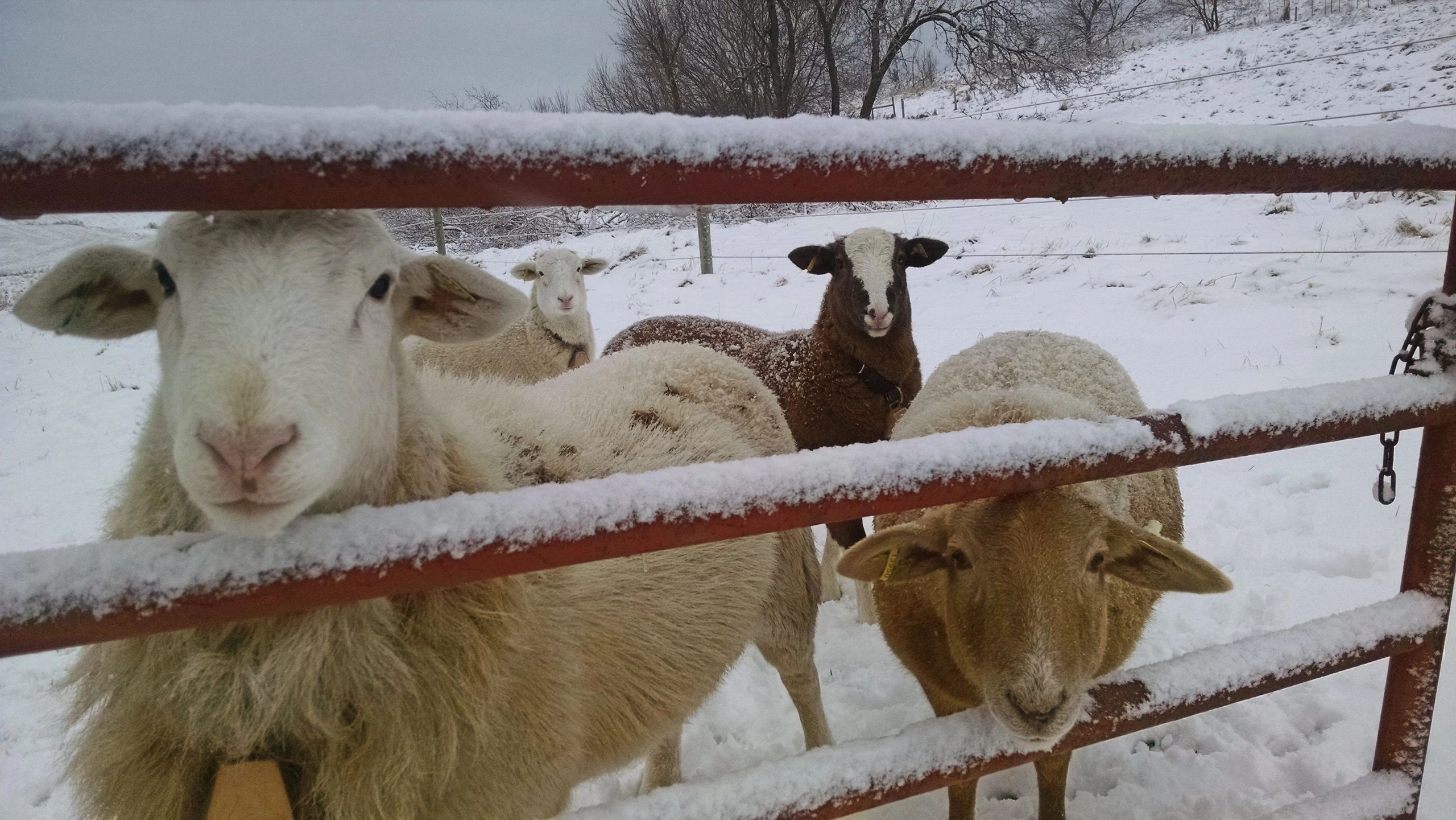 Smith Sheep Farms - Lamb, Sheep