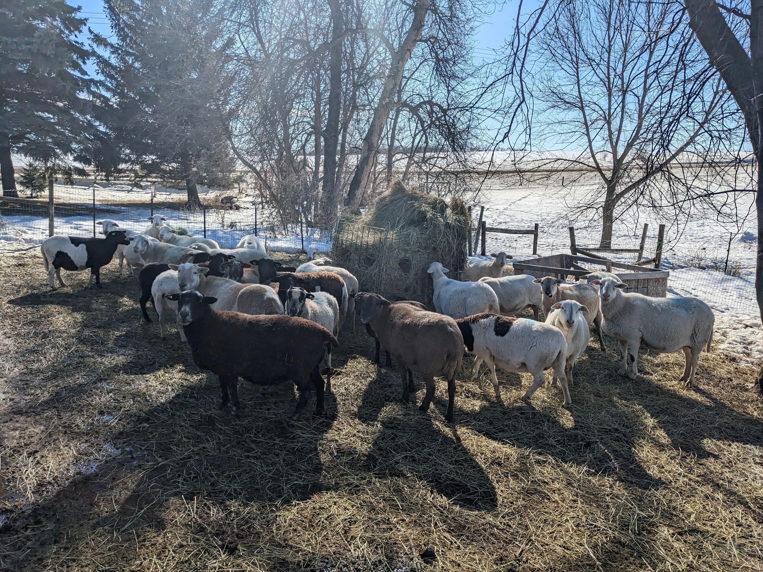 Getting ready for lambing...