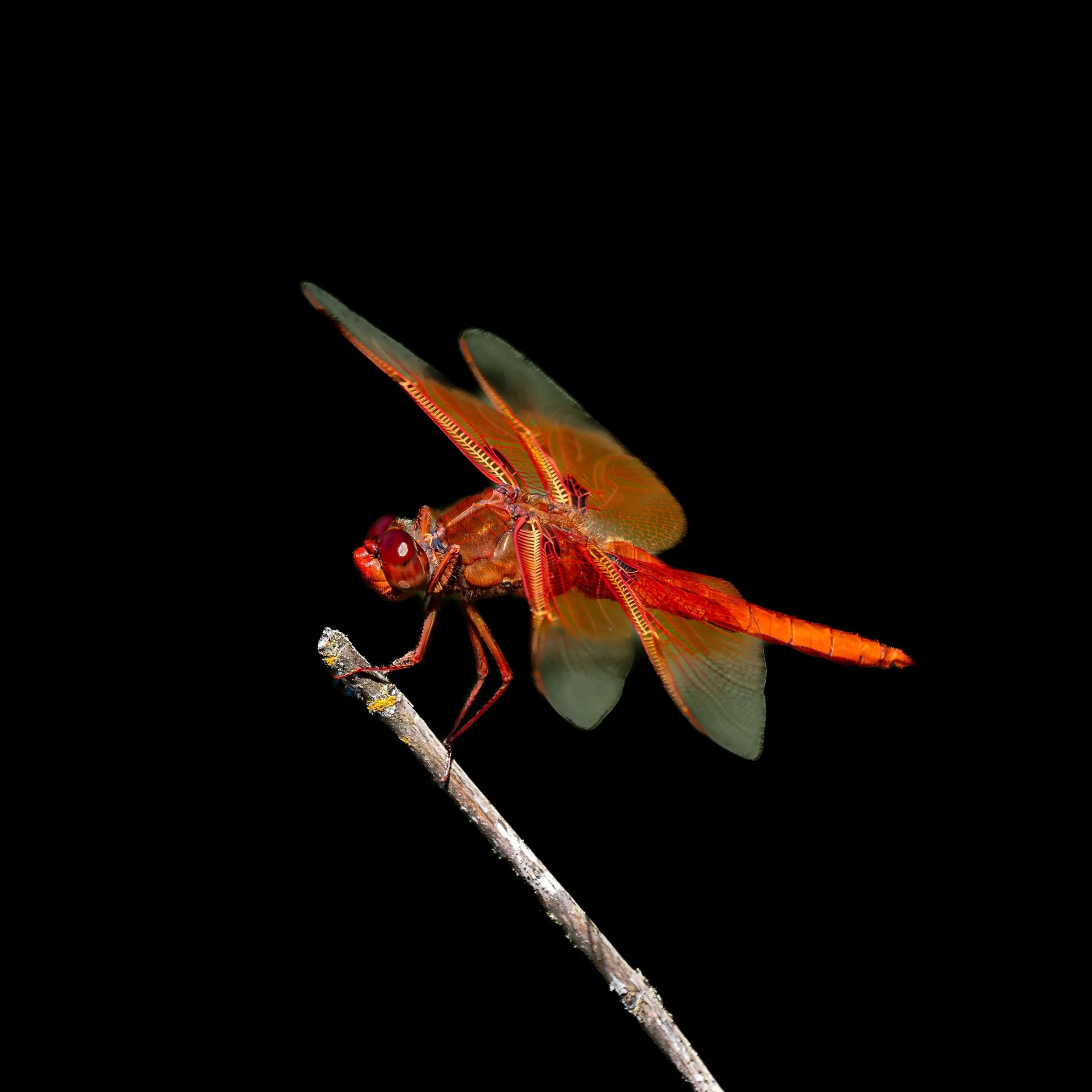 Native Story Hour - Native American Stories and Songs - Storyteller