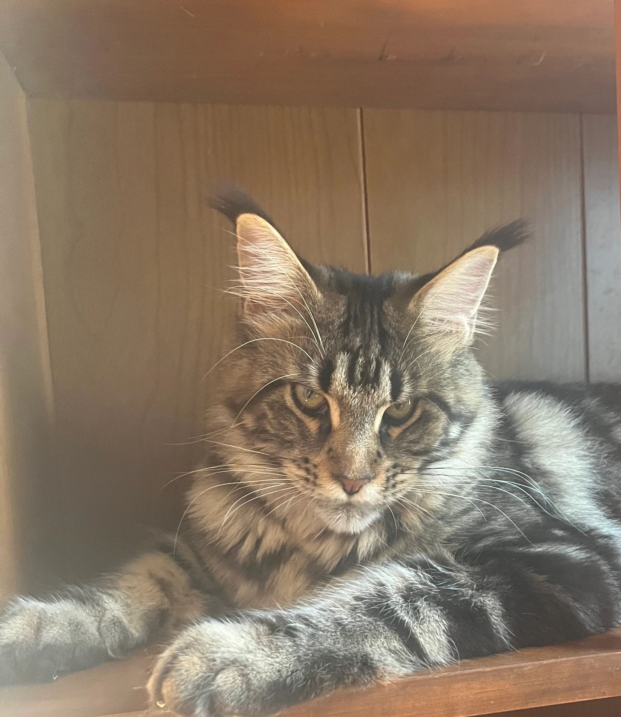 Wylde Hunt - Maine Coon Cat, Kittens