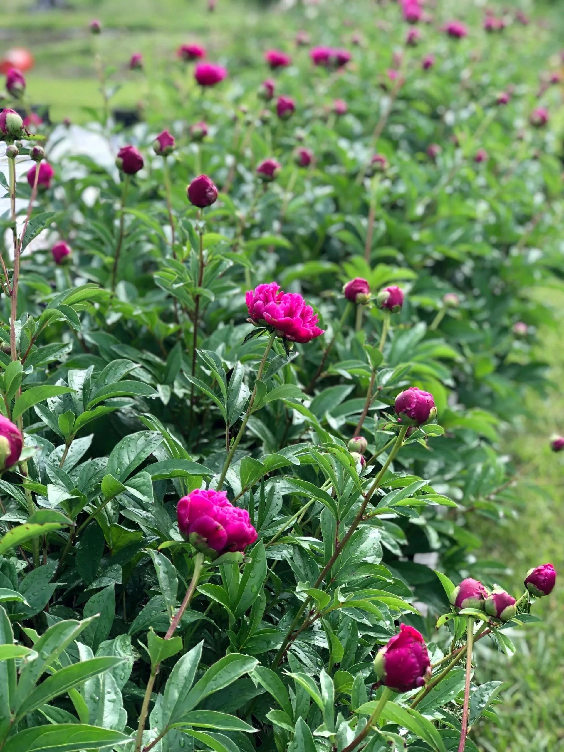 Noblesville Peony Farm