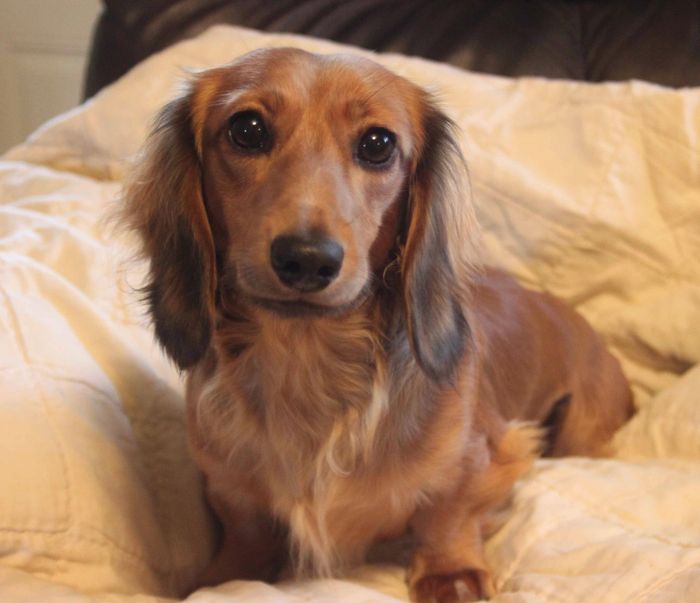 Miniature Dachshund - PA's Darling Doxies