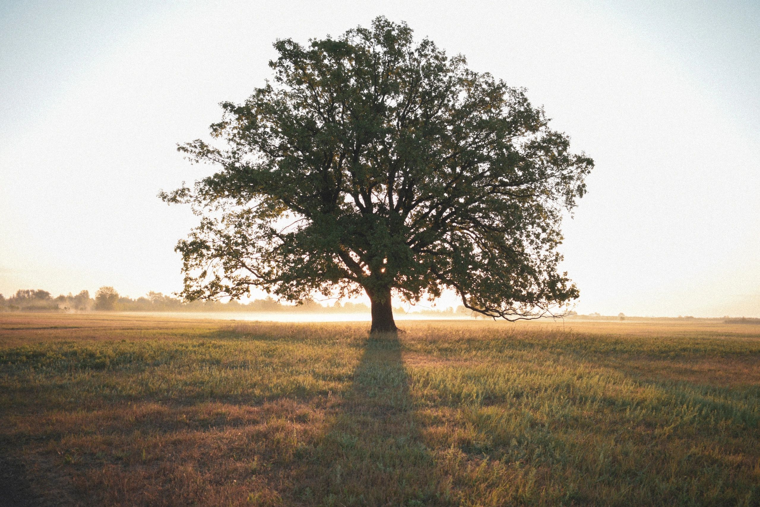 Stand Tall Foundation