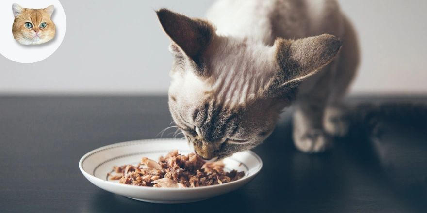 Guide to Chicken Kitten Food: Tips for Choosing the Best Option