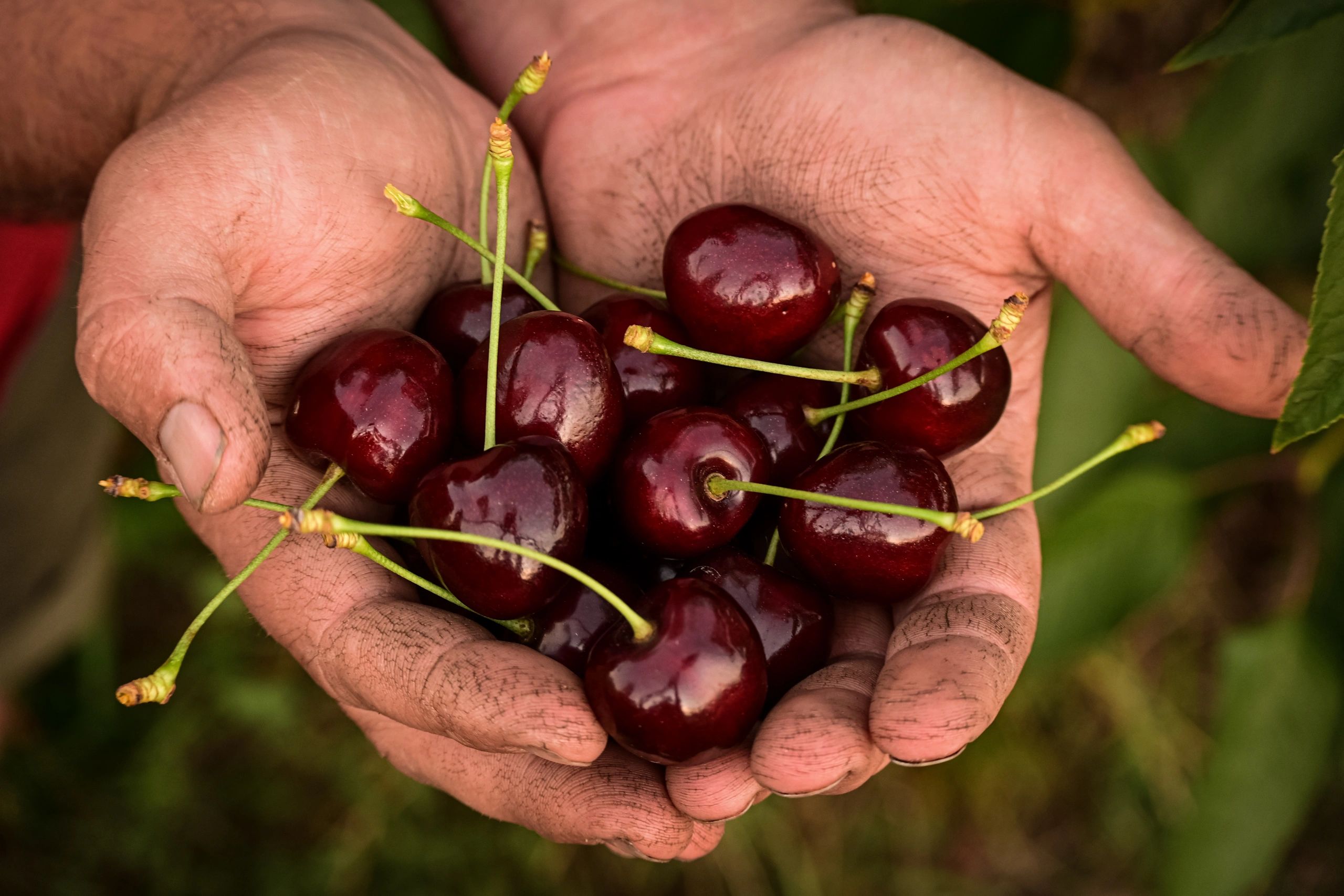 Fruit Harvest Jobs Australia - Young, New South Wales