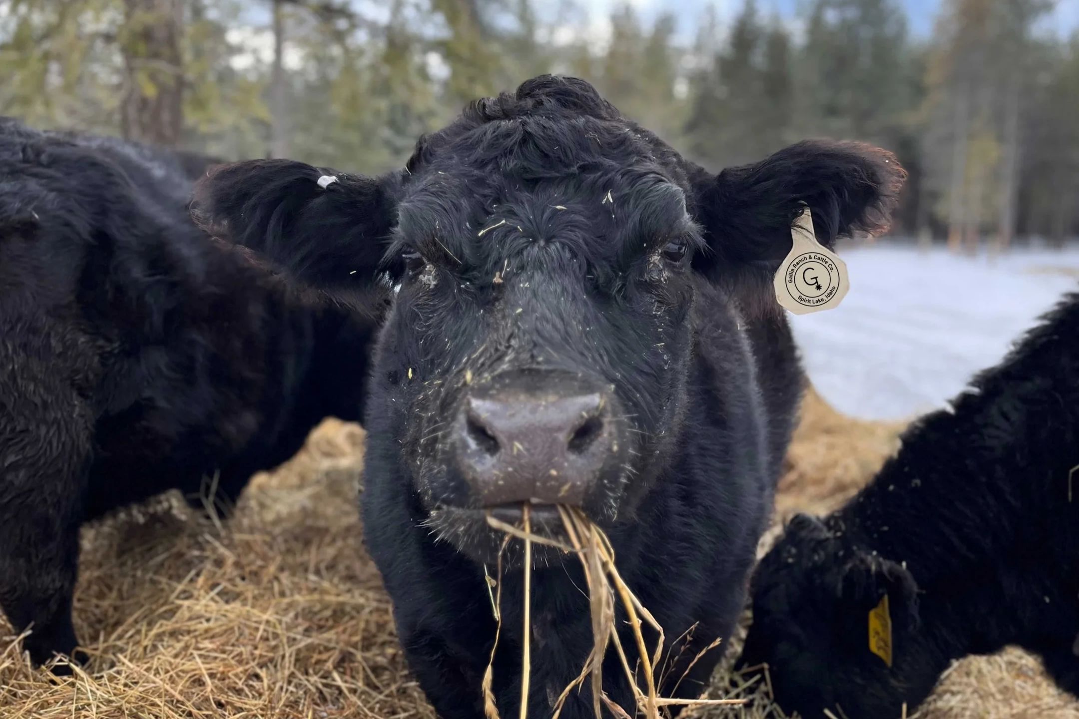 Aberdeen Beef Information